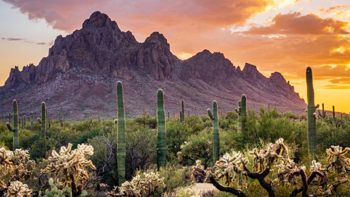 Spring Break: Staycationing in Tucson! | Arizona Environment